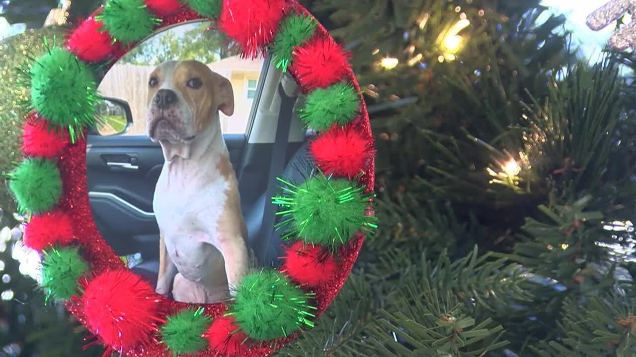 Help a homeless animal this Christmas through an animal angel tree ...