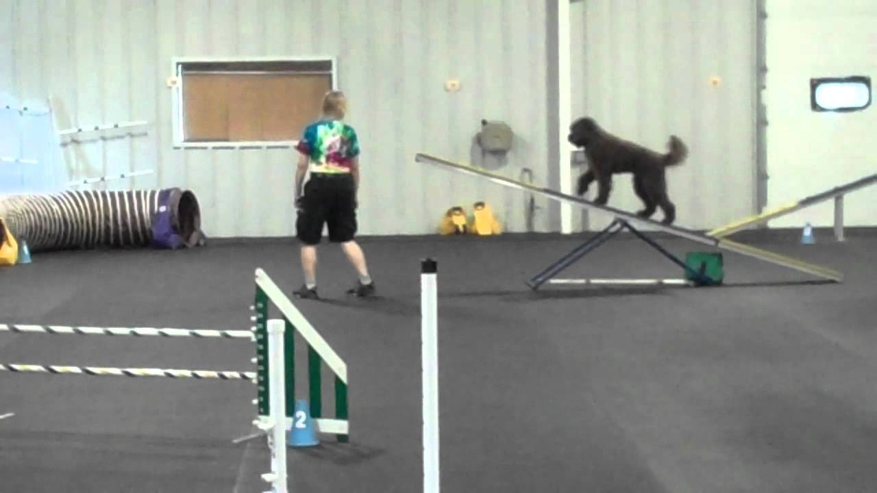 STANDARD CPE - Paws N Effect (sunday) - YouTube