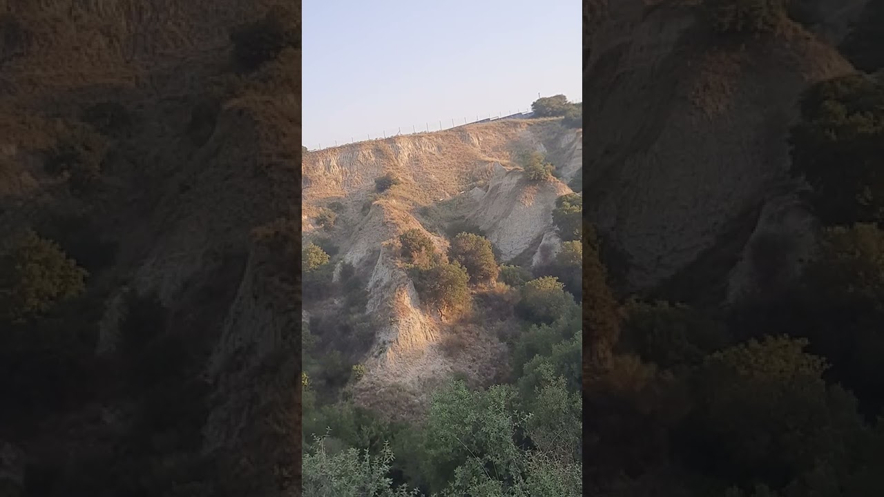 12.κυνηγι λαγου με καθαροαιμα ιστριας Ν.Γακης .Γεννημενα για τα δυσκολα ...