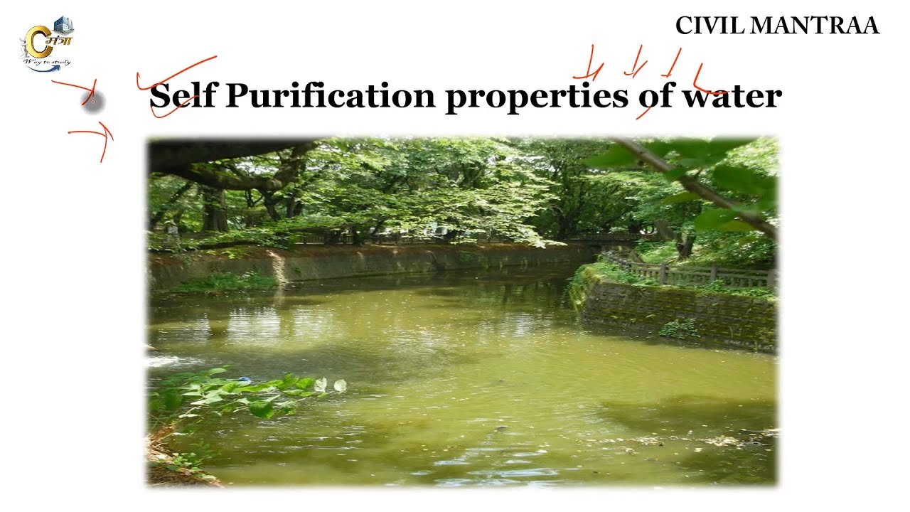 32 self purification of surface water - YouTube