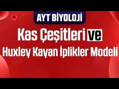 12) Kas Çeşitleri , Çizgili Kasların Kasılması (Huxley modeli)