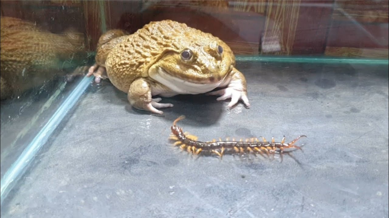woooooooow😱frog eat Locust😱😱 - YouTube