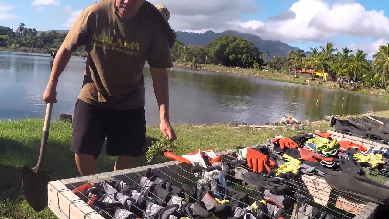 Loko Ea Fish Pond - YouTube