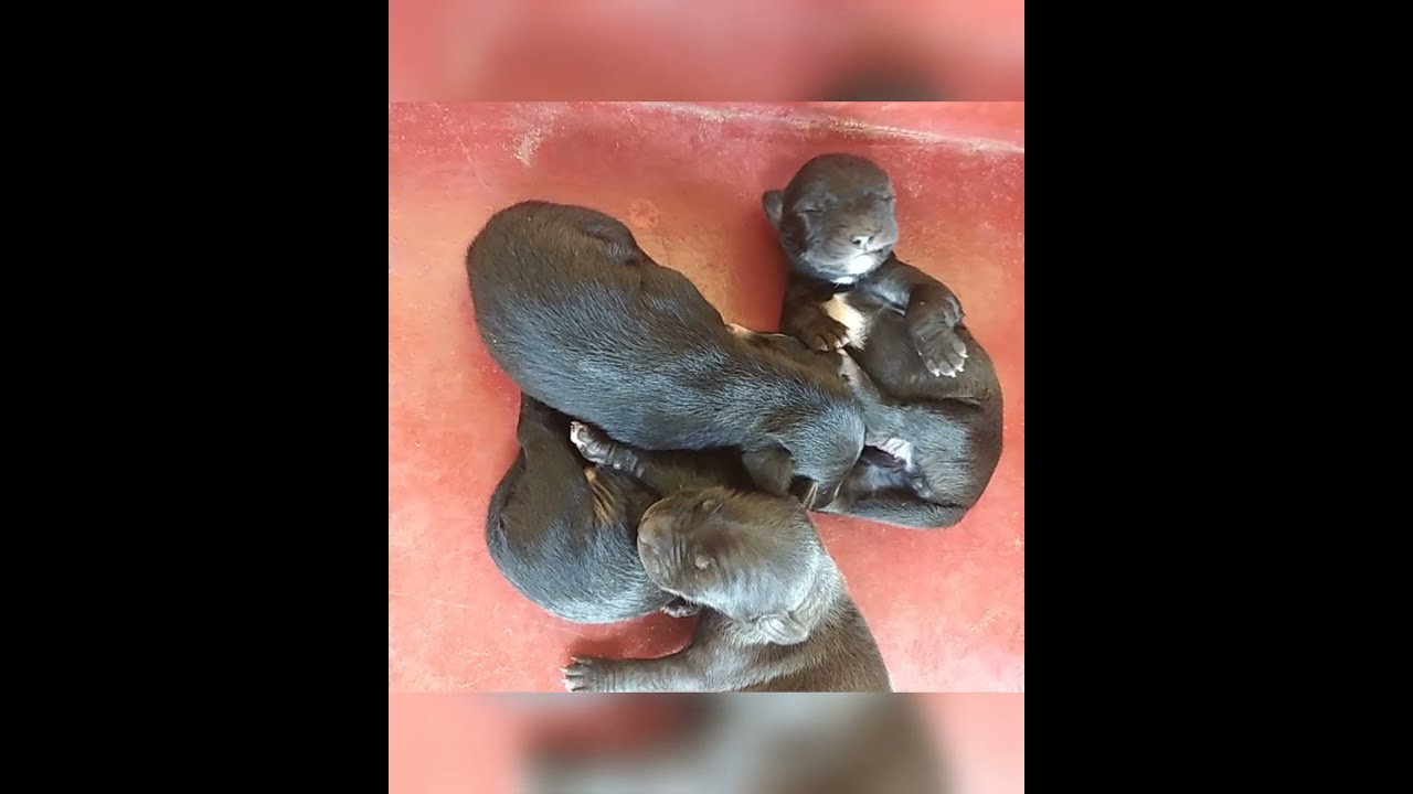 funny animals | cute dog | chauk funny pets #shorts - YouTube