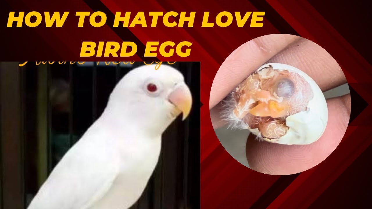 How to Hatch Love bird egg - YouTube