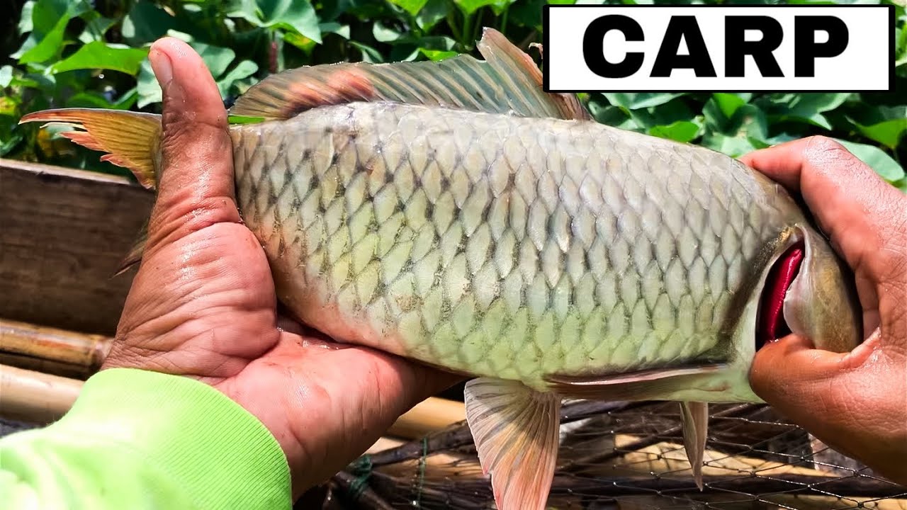 Golden Carp | Fish Trap Fishing Method | Ligawasan Marsh Philippines ...