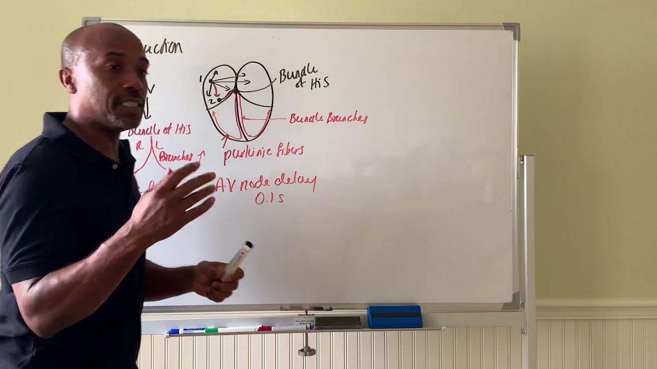 Phys: Cardiovascular System Pt 9: Conduction System and Myocardial AP ...