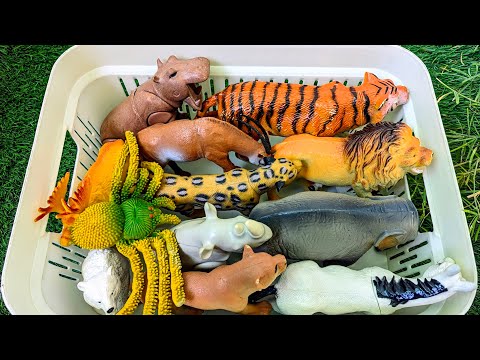 Wildtiere im Zoo für Kinder | Englisch lernen für Kleinkinder | Lernvideo