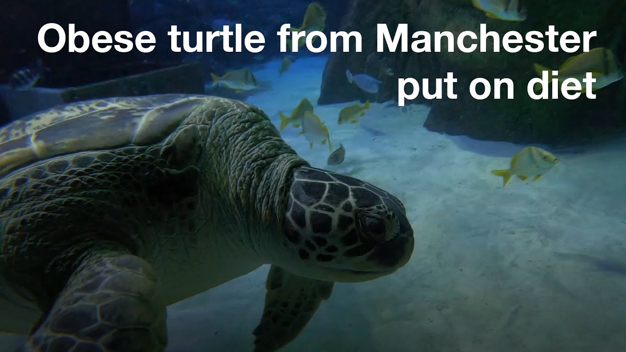 An obese turtle from Manchester - YouTube
