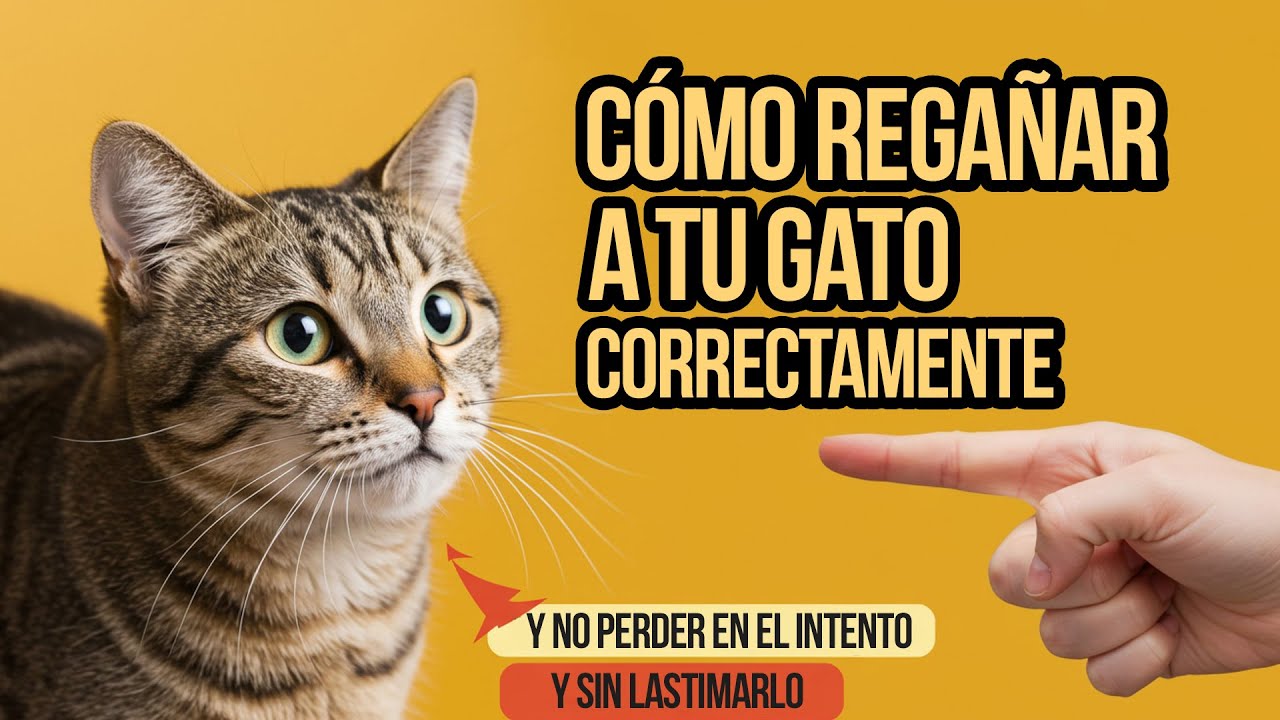 Cómo regañar a tu GATO correctamente "La guía COMPLETA" - YouTube