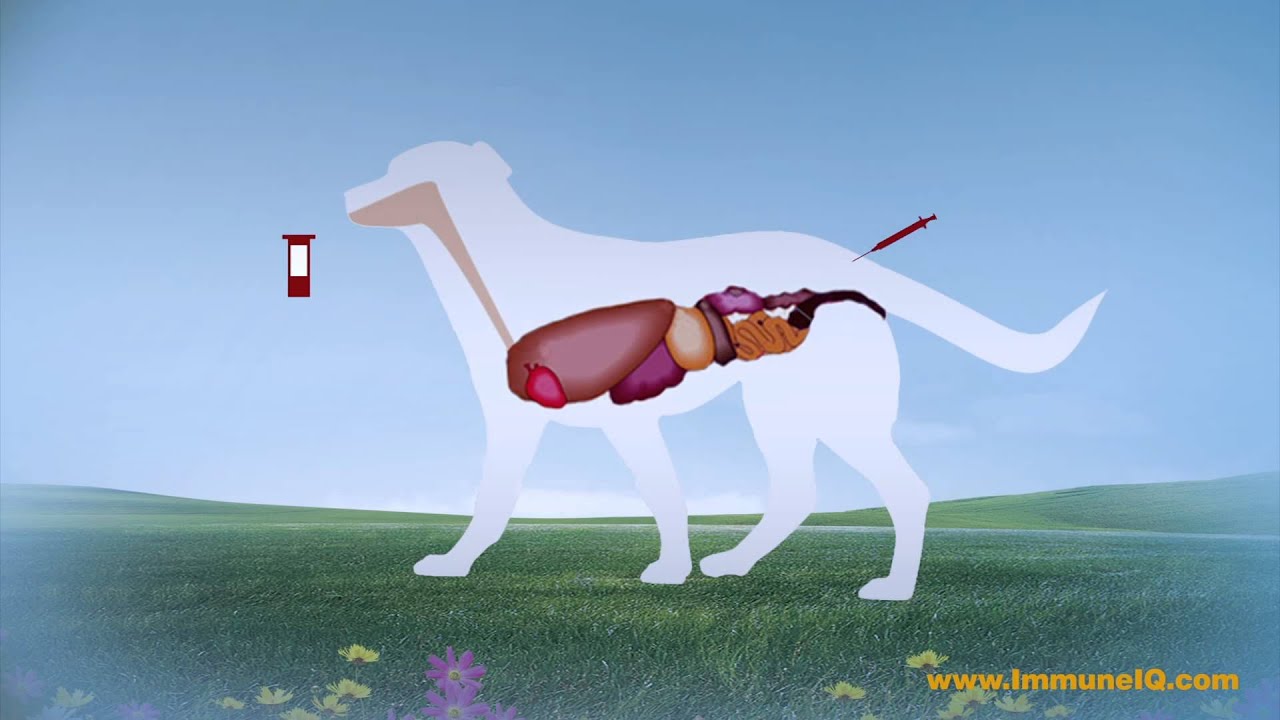 IMMUNEIQ Alternative To Pet Allergy Tests For Dogs And Cats YouTube immuneiq-alternative-to-pet-allergy-tests-for-dogs-and-cats-youtube