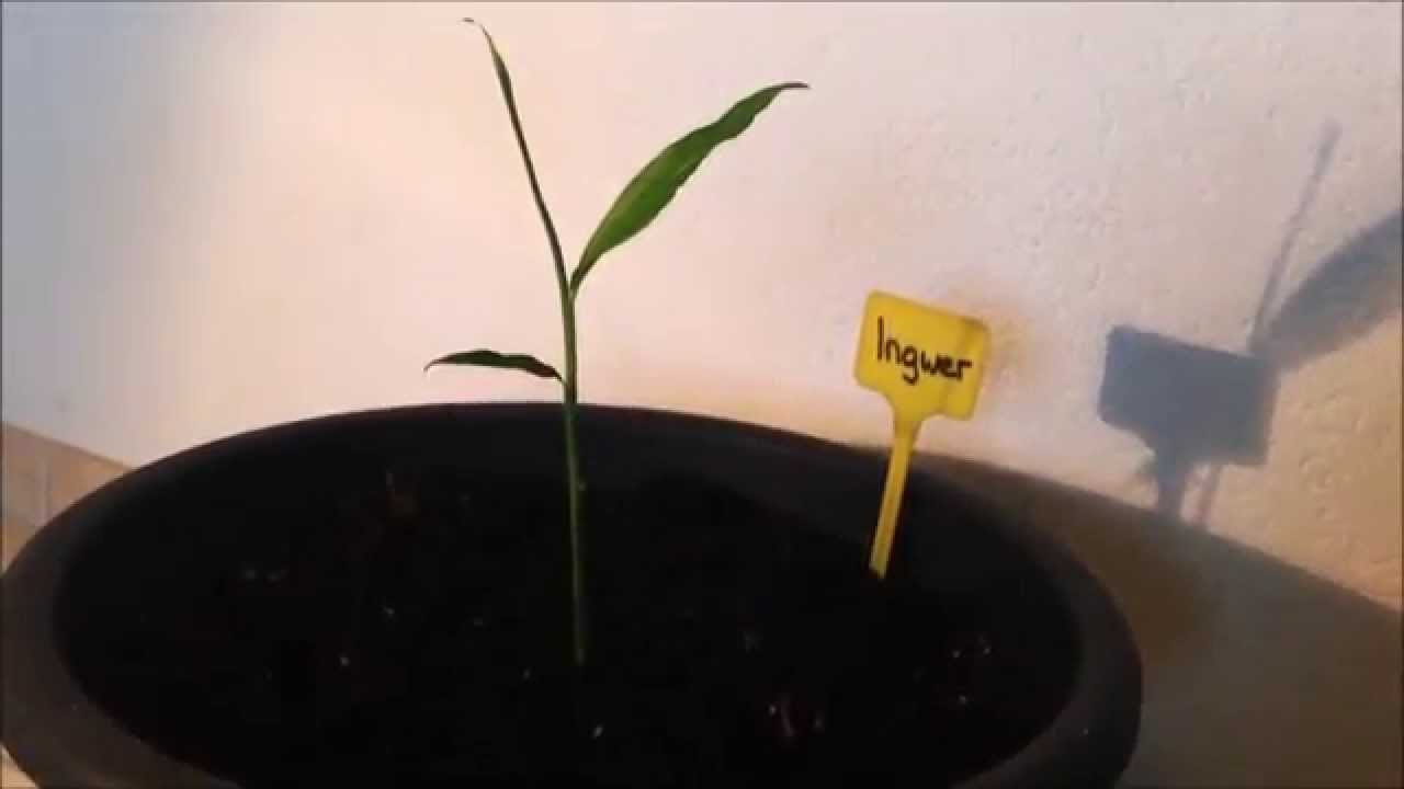 Ingwer im Topf Ingwerpflanze Ginger - YouTube