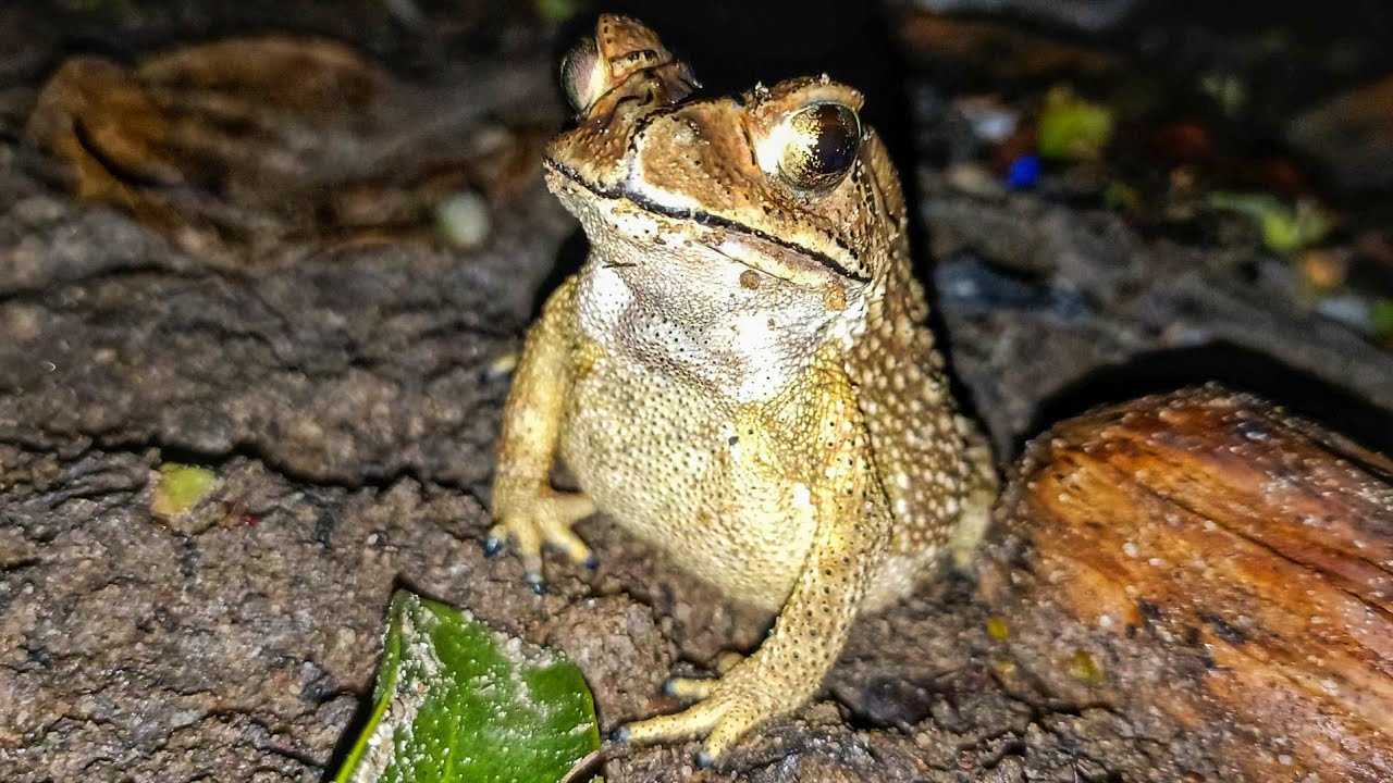 The sound of funny frogs playing on the rocks of the rainy season moss ...