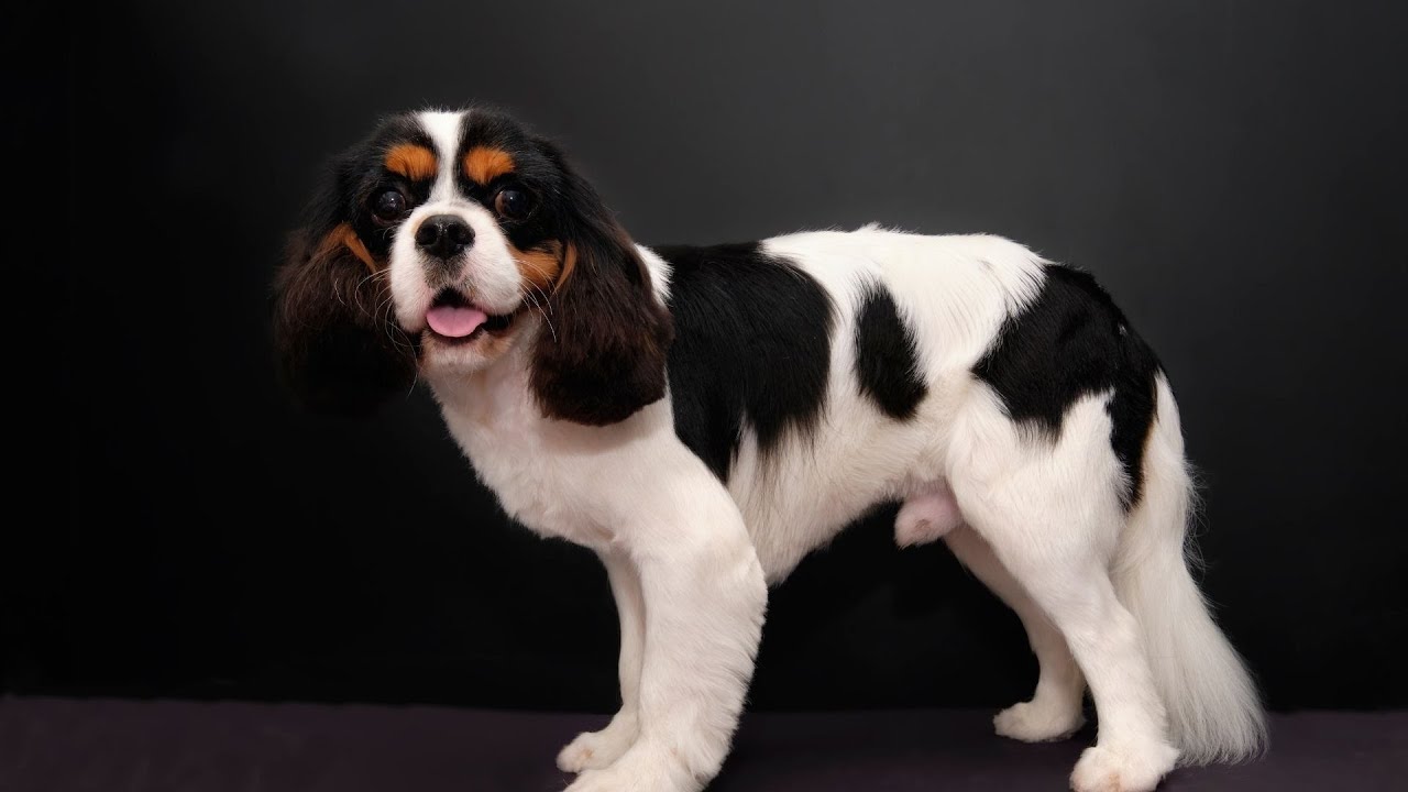 How to Train a Cavalier King Charles Spaniel to Stop Digging in the ...