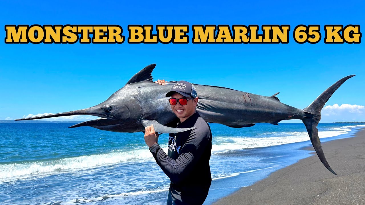 REKOR ‼️MONSTER BLUE MARLIN 65 KG ‼️ LIVE BAIT FISHING ‼️ - YouTube