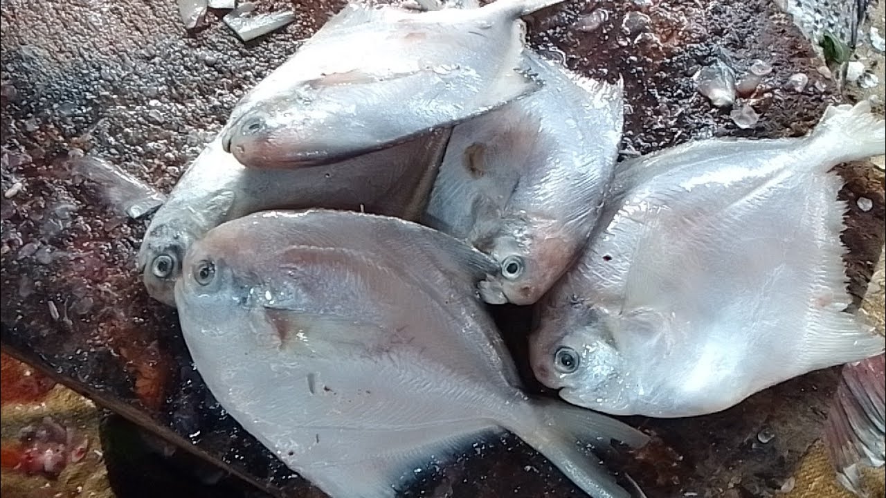How to cut pomfret fish||clean pomfret fish||fish cutting videos - YouTube