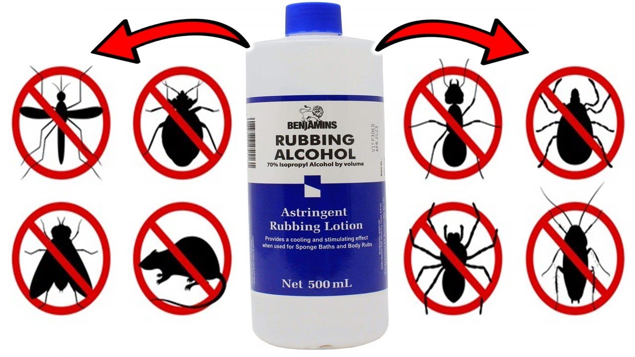 Rubbing Alcohol Pest Elimination Hacks For ANTS, MICE, FLIES, WEEDS ...