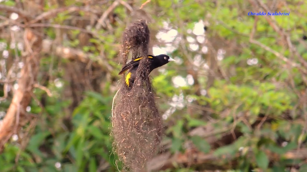 TECELÃO, JAPIM SOLDADO Construindo o ninho (CACICUS CHRYSOPTERUS ...
