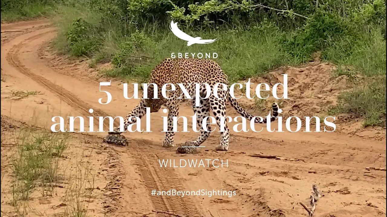 5 unexpected animal interactions | WILDwatch - YouTube