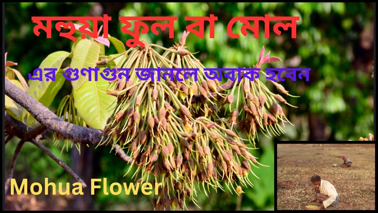 মহুয়া ফুল কেমন হয় এবং কী কাজে লাগে? mohuya flower collection||# ...