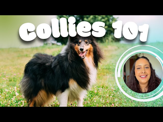 101 Dalmatians Collie