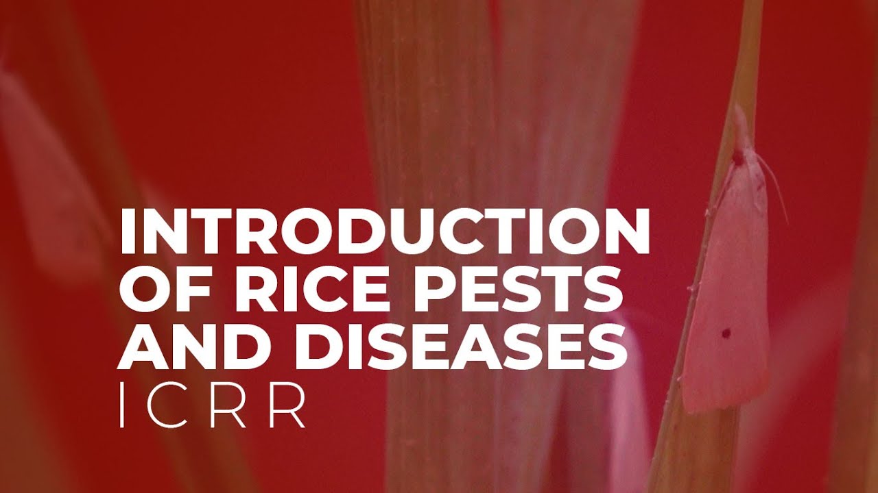 Introduction of Rice Pests and Diseases - YouTube