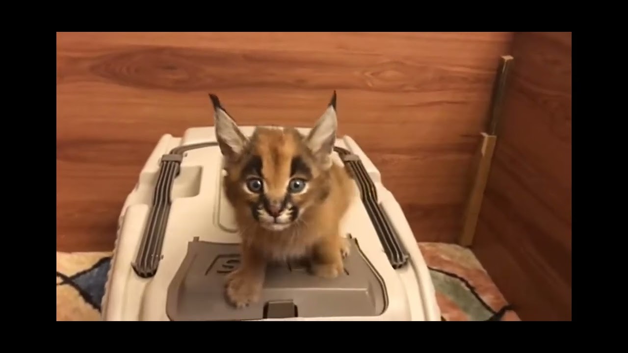 Little floppa - YouTube