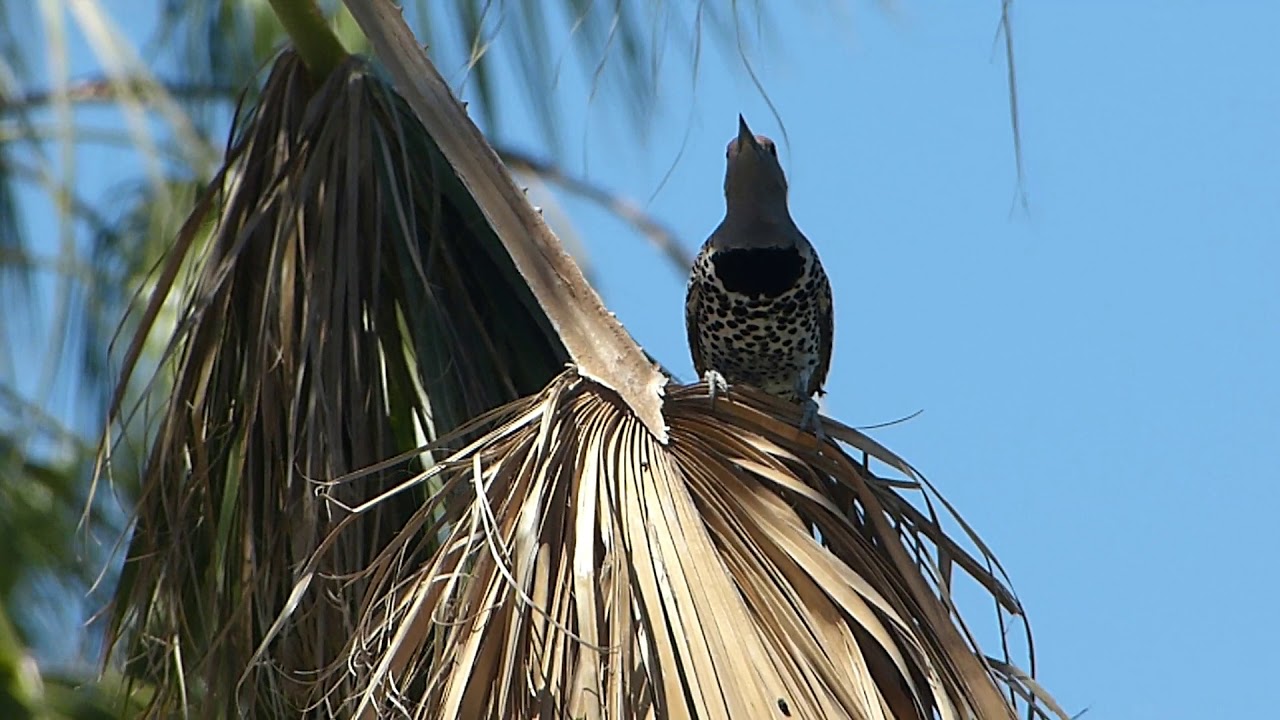 Baja Birds - YouTube