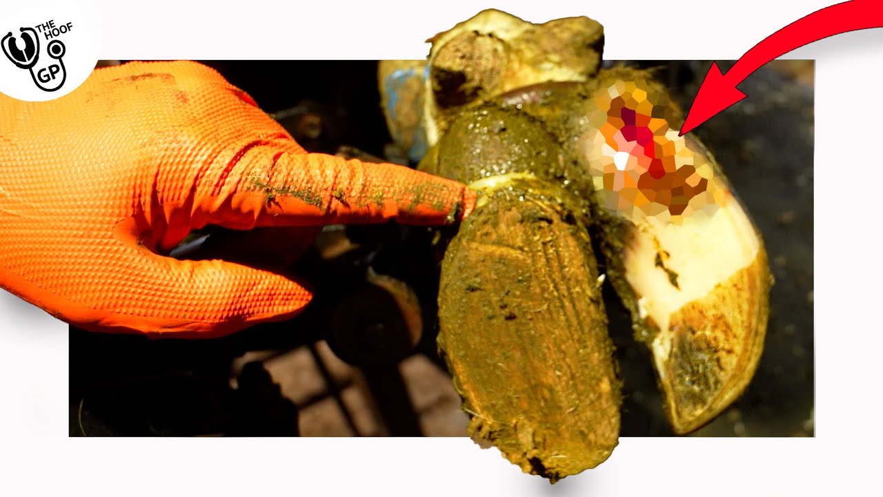 Scraping out a HEAL ULCER ... & CHANGING SOMEONE's LIFE - YouTube