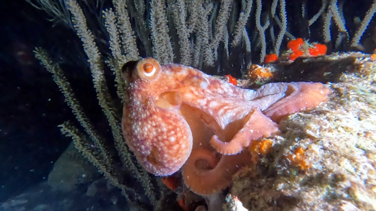 Octopus hunting at Night 4K - YouTube