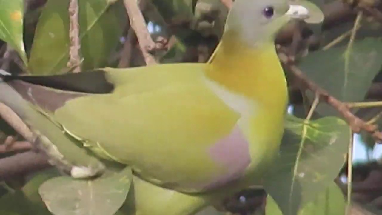 Hariyal.Yellow Footed Green Pigeon.हरियल - YouTube