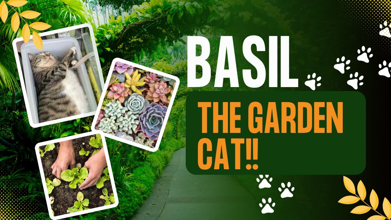 Meet Basil The Garden Cat - YouTube