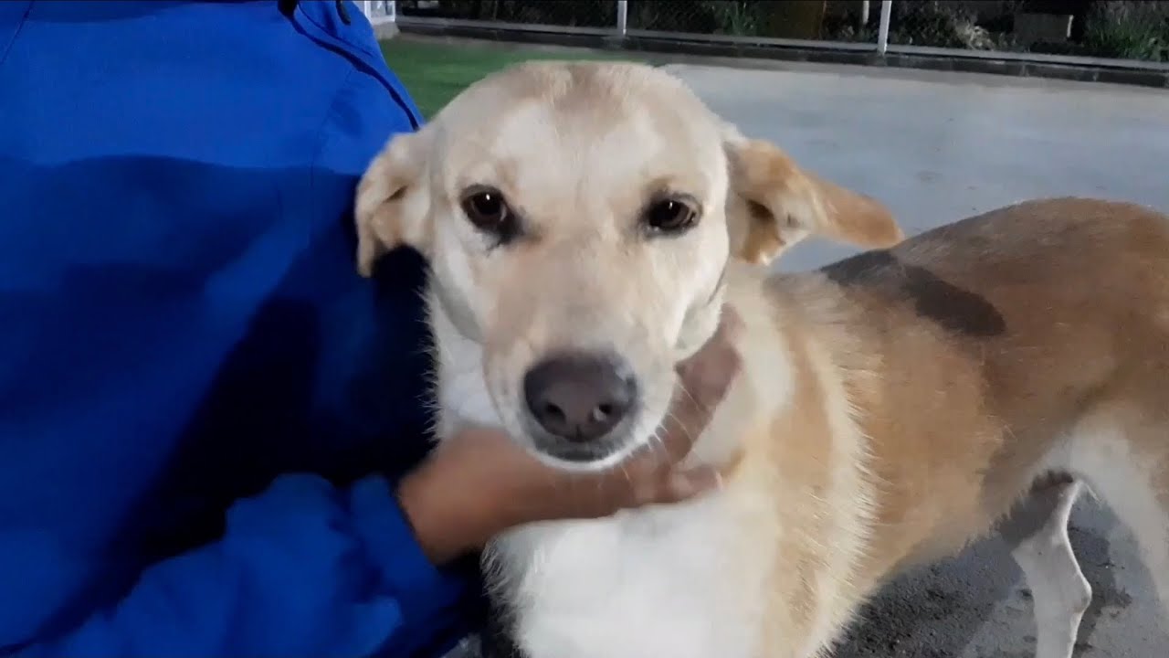 Rescued Stray Dogs Happy To See Human💖/ A Emotional Video Of Street ...