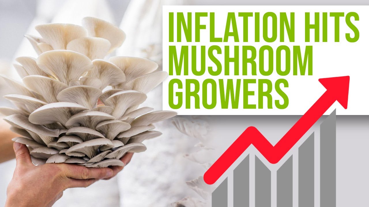 Inflation vs Mushroom Growers (& How To CUT Energy Costs) | GroCycle ...
