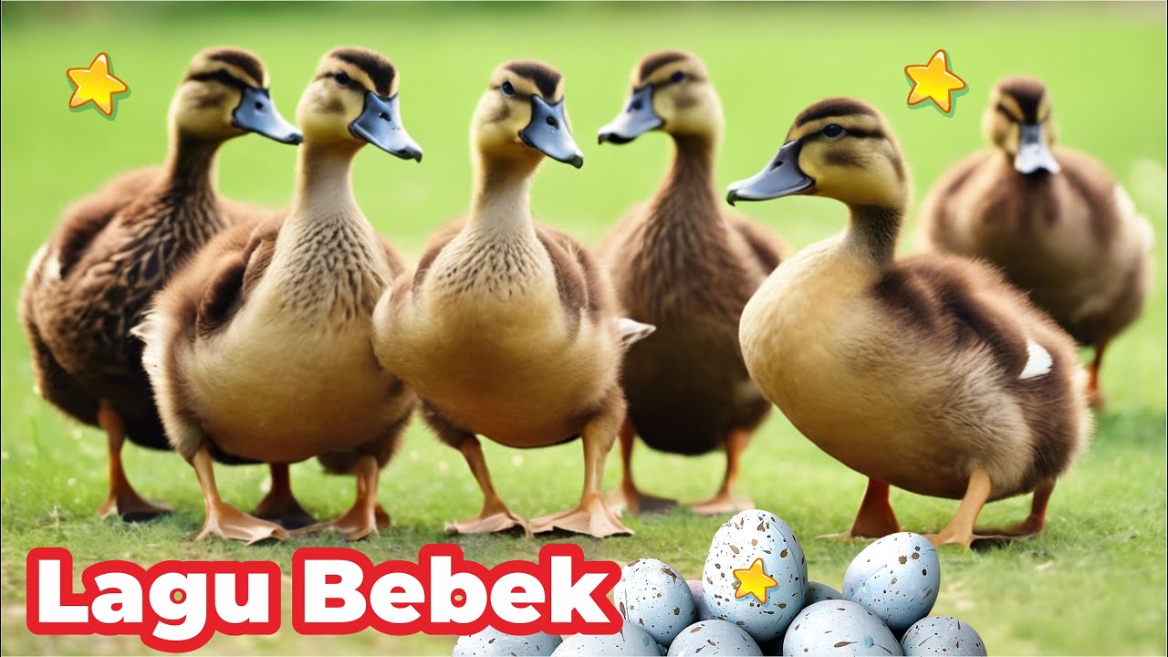 lagu bebek bernyanyi , bebek asli , care bebek cover lucu , hewan lucu ...
