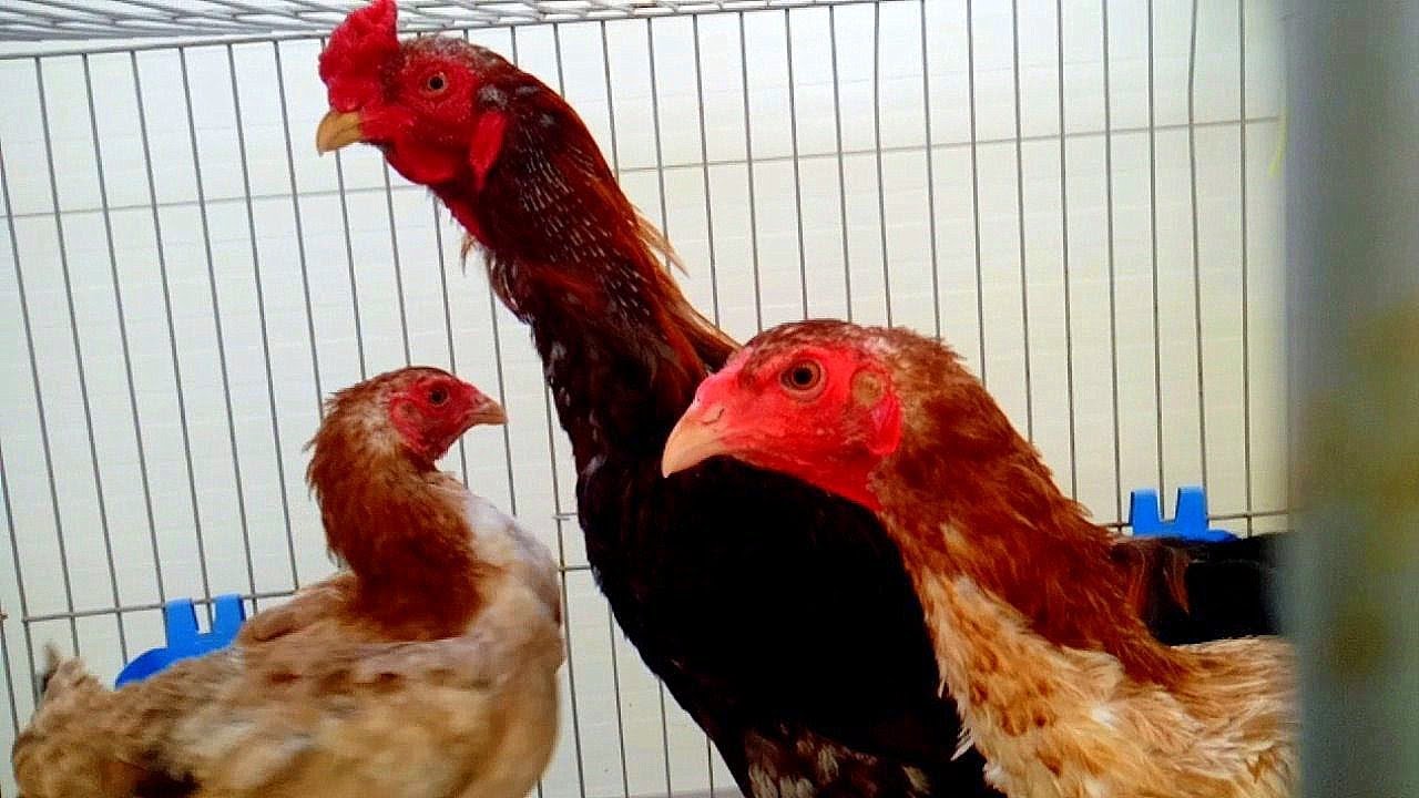 Malajai - Malay Chickens - YouTube