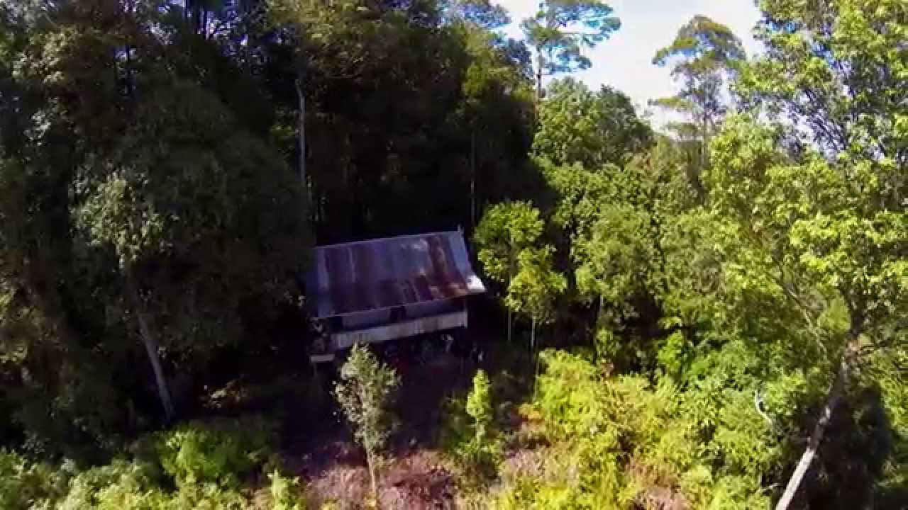The Guguk Ancestral Forest, The Last Haven of The Sumatran Tiger - YouTube