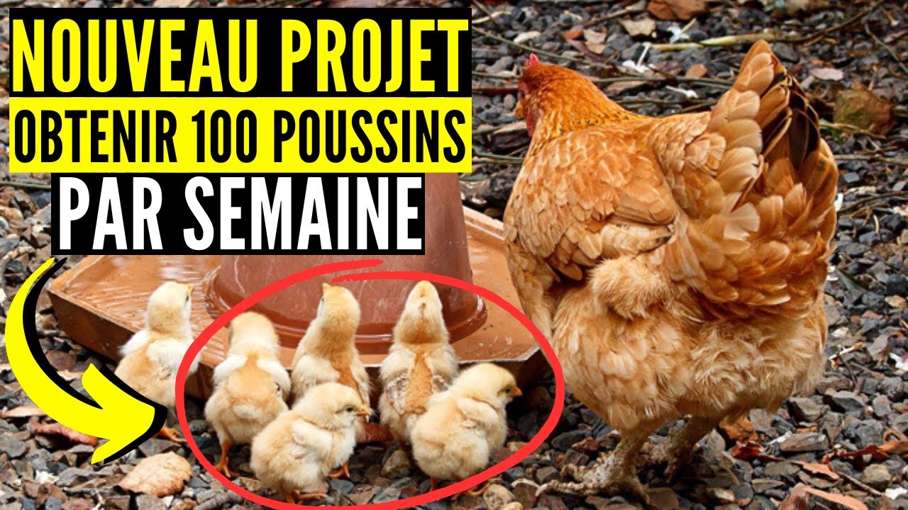 3 secrets, POUR OBTENIR 100 poussins PAR SEMAINE (élevage de poulet ...