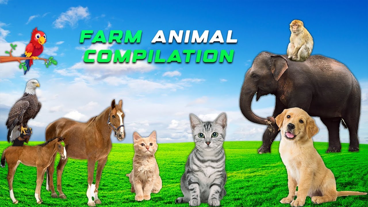 Farm Animal Compilation#jangle #animals #funny #forest #music #wildlife #love || - YouTube