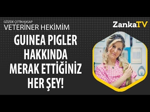 Guinea Pigler Hakkında Her Şey  | Veteriner Hekimim | Gözde Çetin Kasap