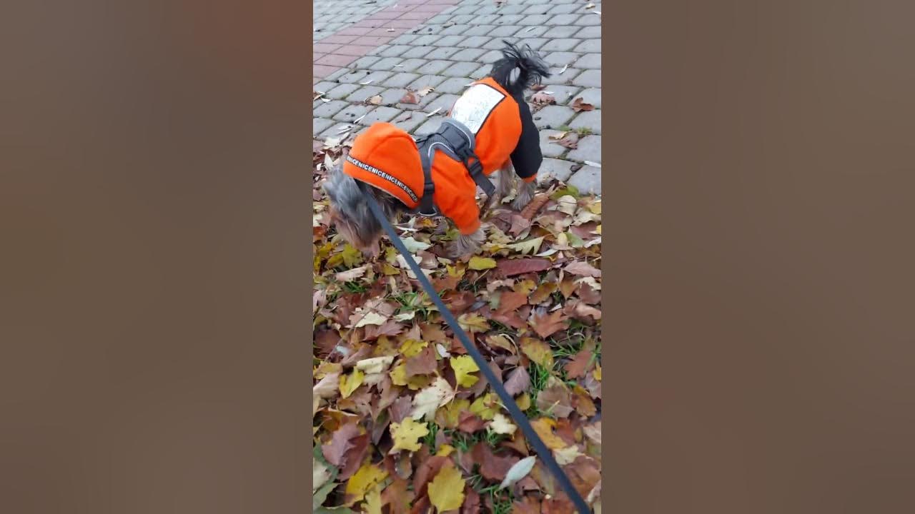 Чаппи - YouTube