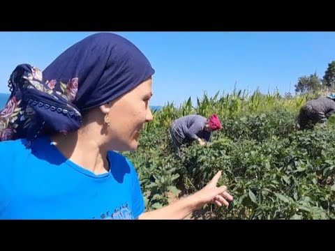 Bitmeyen işlerimizde bugün👩‍🌾🧑‍🌾 hayden size keyifli sohbetli bahçe işleri#aboneol