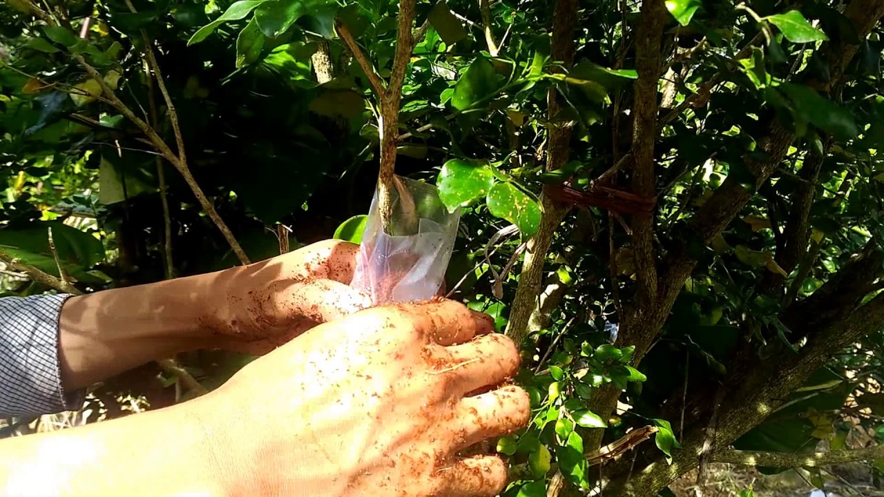 Air layering citrus tree techniques - YouTube