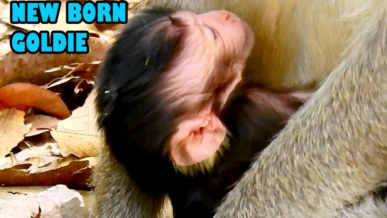 NEW BORN BABY MONKEY GOLDIE, NOT STRONG & HEALTHY YET, GINGER WITH HER ...
