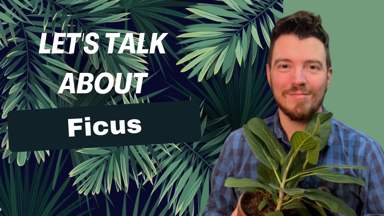 Let's Talk about Ficus (Fig Tree) - YouTube