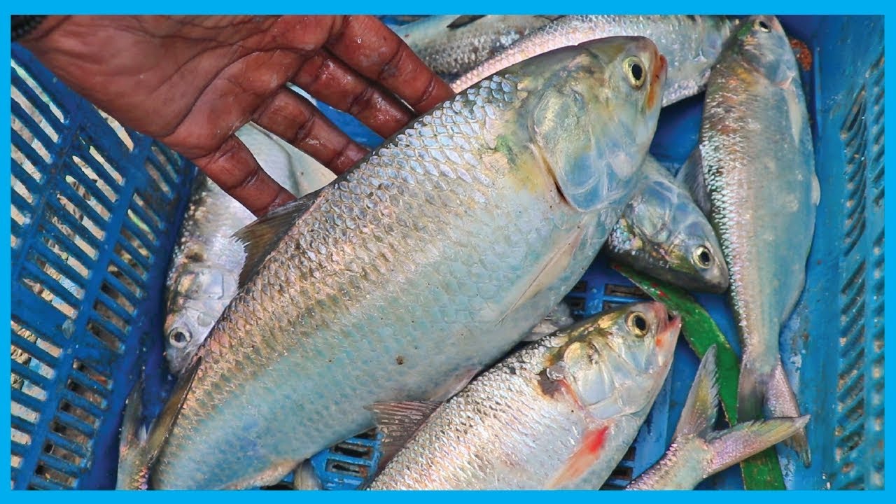 Hilsa (ilish) Fish Catching Live in Deep River (Part 16) - (Season 2 ...