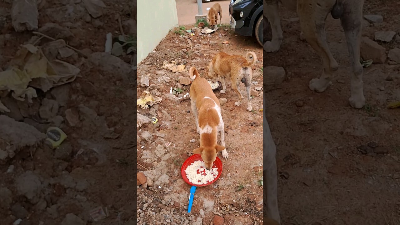 Pyara bacha💖#youtubeshorts - YouTube