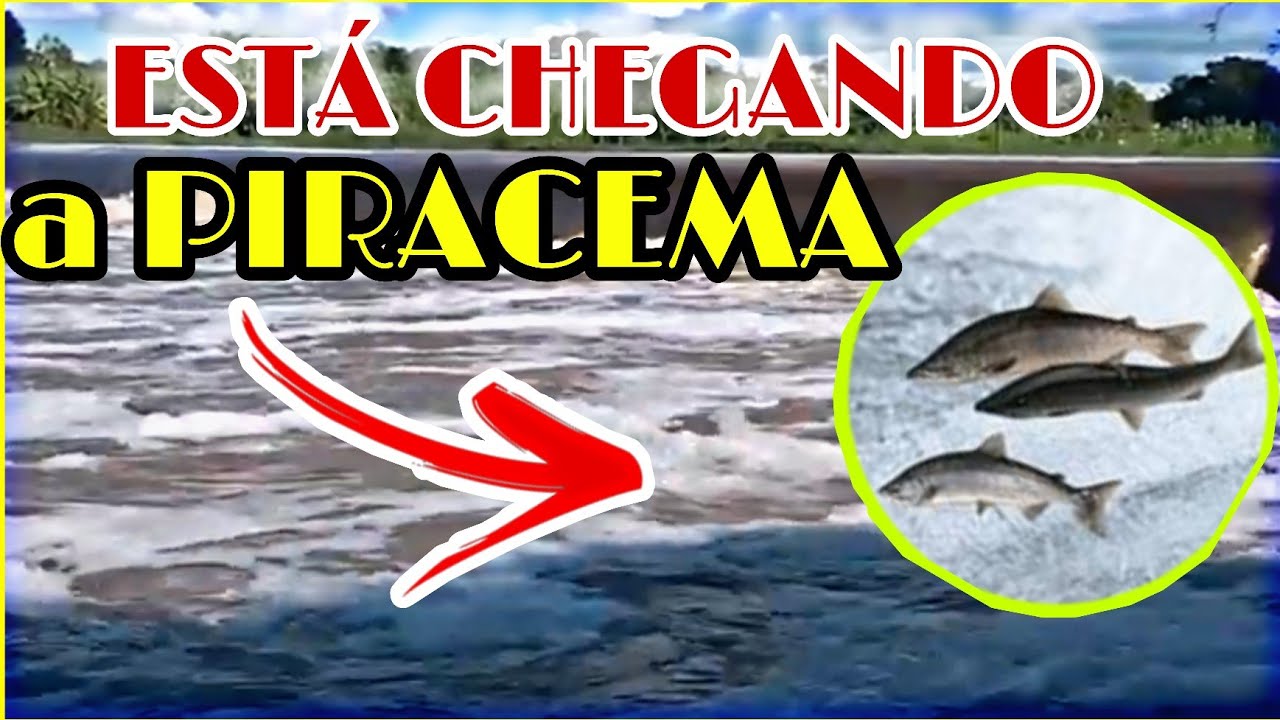 PIRACEMA DE PEIXES PULANDO NA BARRAGEM PARA DESOVAR. - YouTube