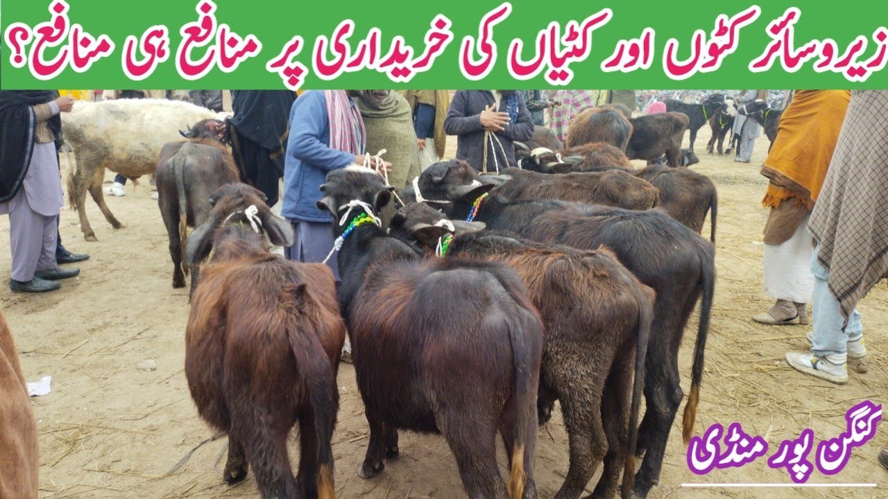 Kanganper Mandi Current Update Neli Ravi Kattian in Kattay Low Rates ...