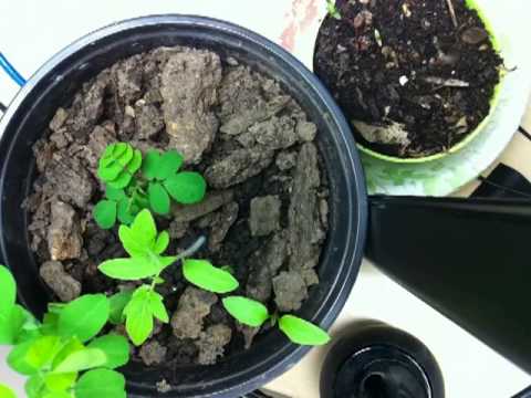 Japanese Pagoda tree from seed (saphora japonica) - YouTube